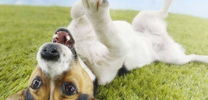 6 aspectos importantes sobre la castración de perros | Mascotas