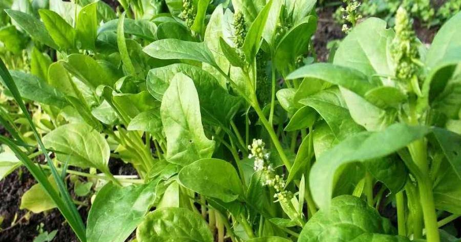 Cómo y cuándo plantar espinacas | Plantas