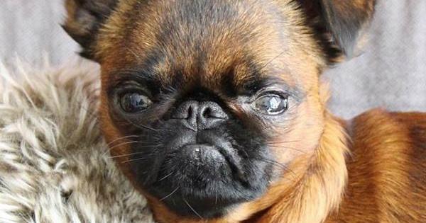 10 señales que indican que tu perro vive estresado | Mascotas