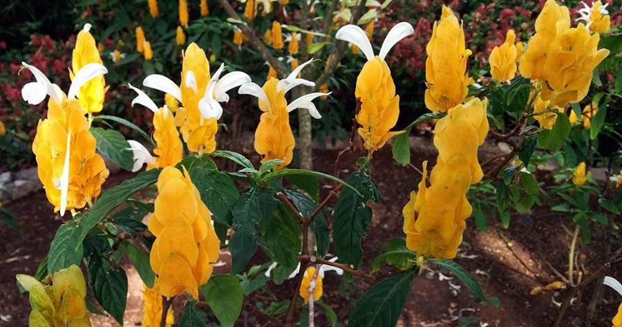 El choclo de oro o colita de camarón, Pachystachys lutea | Plantas