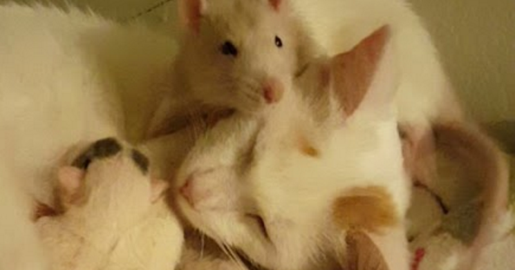 Rata no se separó de su amiga gata cuando dio a luz | Mascotas