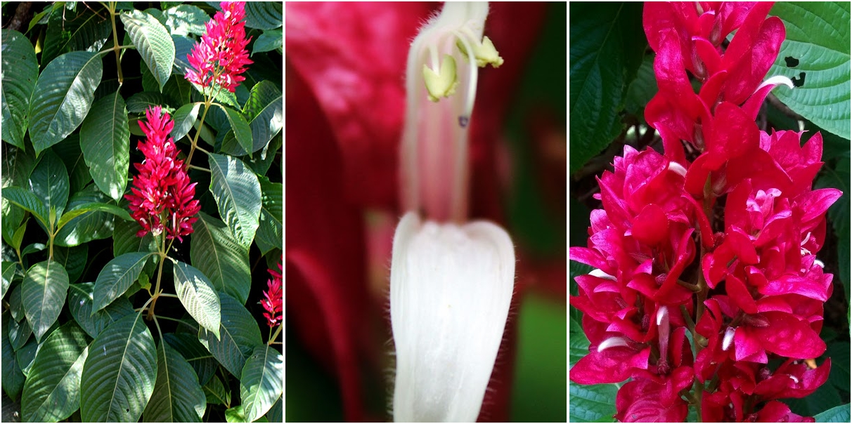 Arbusto manto rojo, Megaskepasma erythrochlamys | Plantas