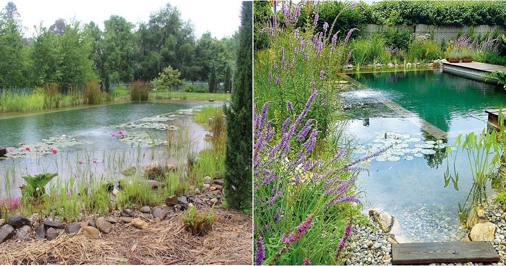 Ventajas de las piscinas naturales | Plantas