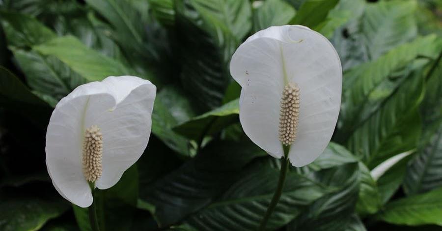 Cuidados del Espatifilo en casa/ género Spathiphyllum | Plantas