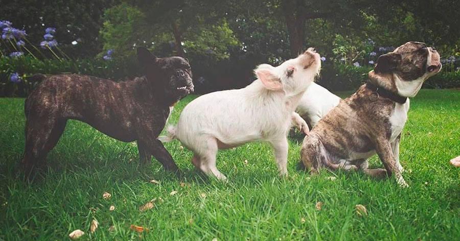 Una mini Pig es adoptada por adorable manada de perros | Mascotas