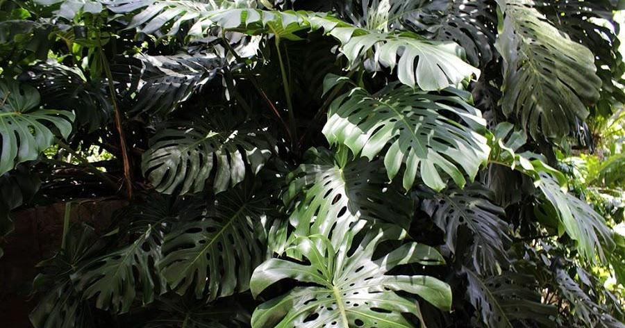 Conoce la costilla de Adán y sus cuidados: Monstera deliciosa | Plantas