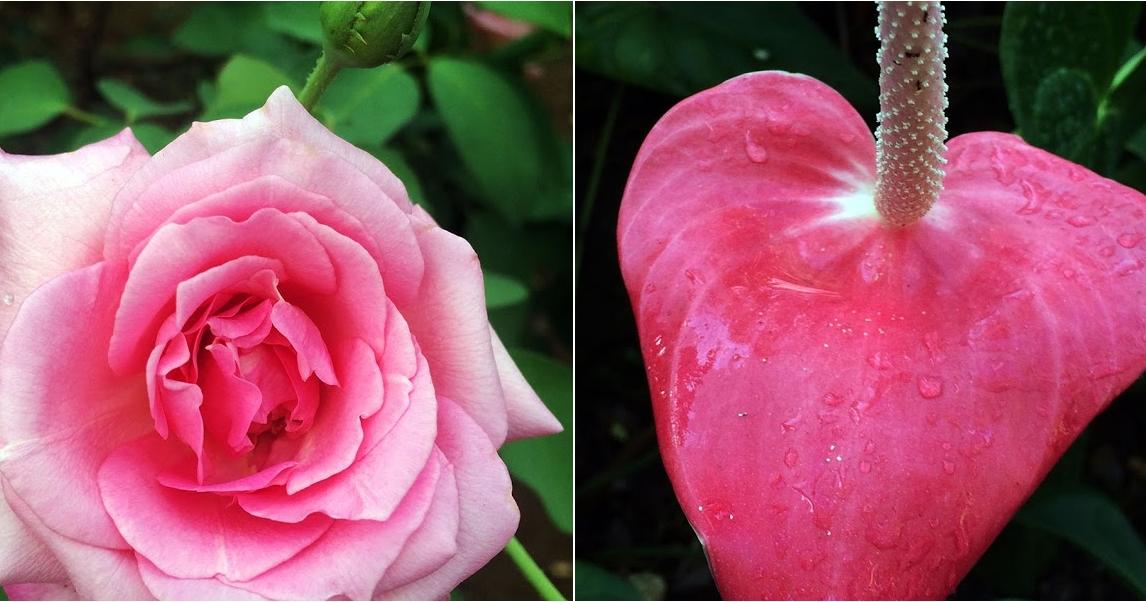 Aprende a cuidar las 6 plantas más famosas del mundo | Plantas