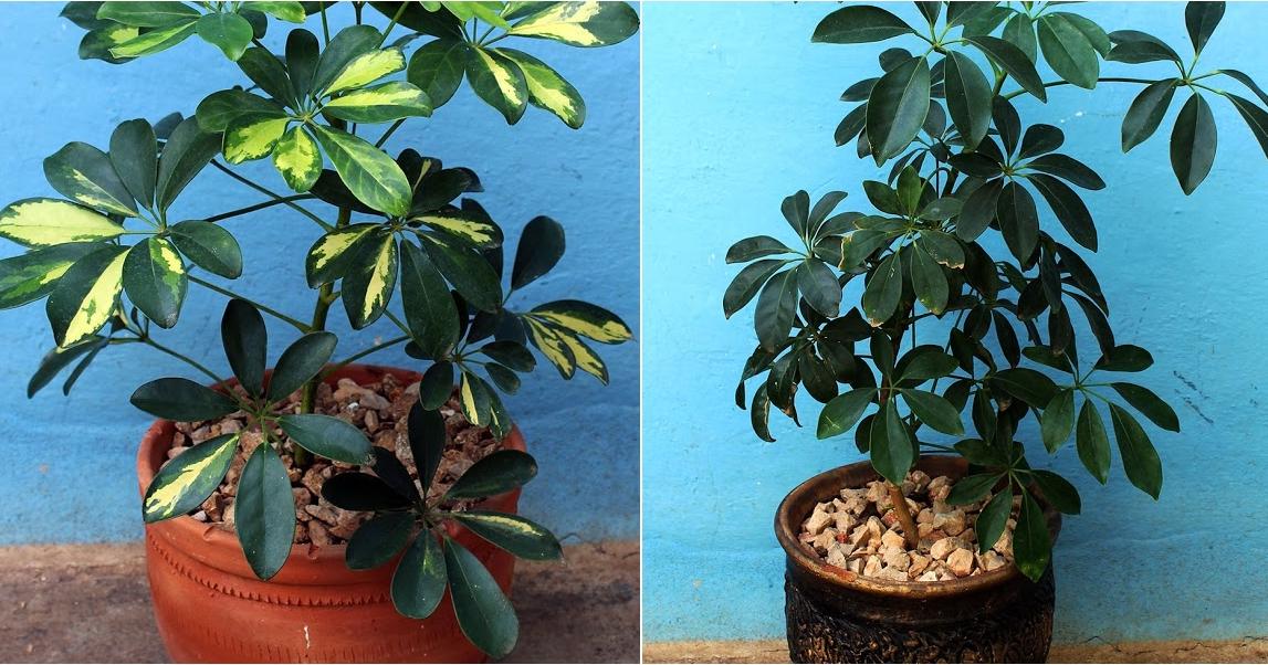 Aprende a cuidar a tu cheflera: Cheflera arboricola | Plantas