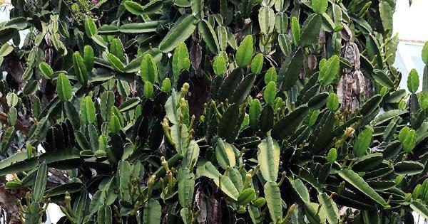 Uno de los cactus más grandes: Dendrocereus nudiflorus o aguacate ...