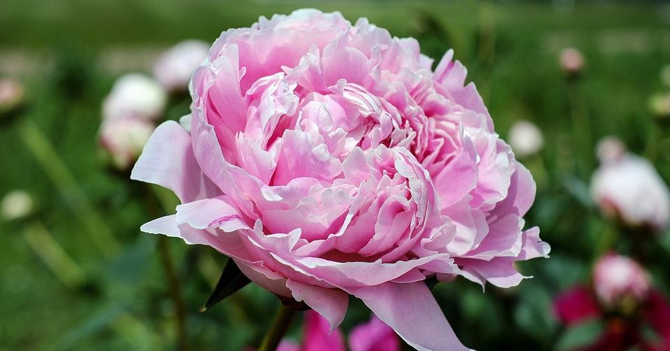 Cuidados de la peonía | Plantas