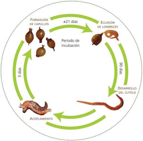 Sobre los huevos (cocones) de la lombriz roja californiana | Ecología