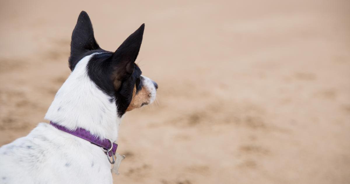 Lenguaje canino: ¿Por qué se le eriza el pelo? | Mascotas