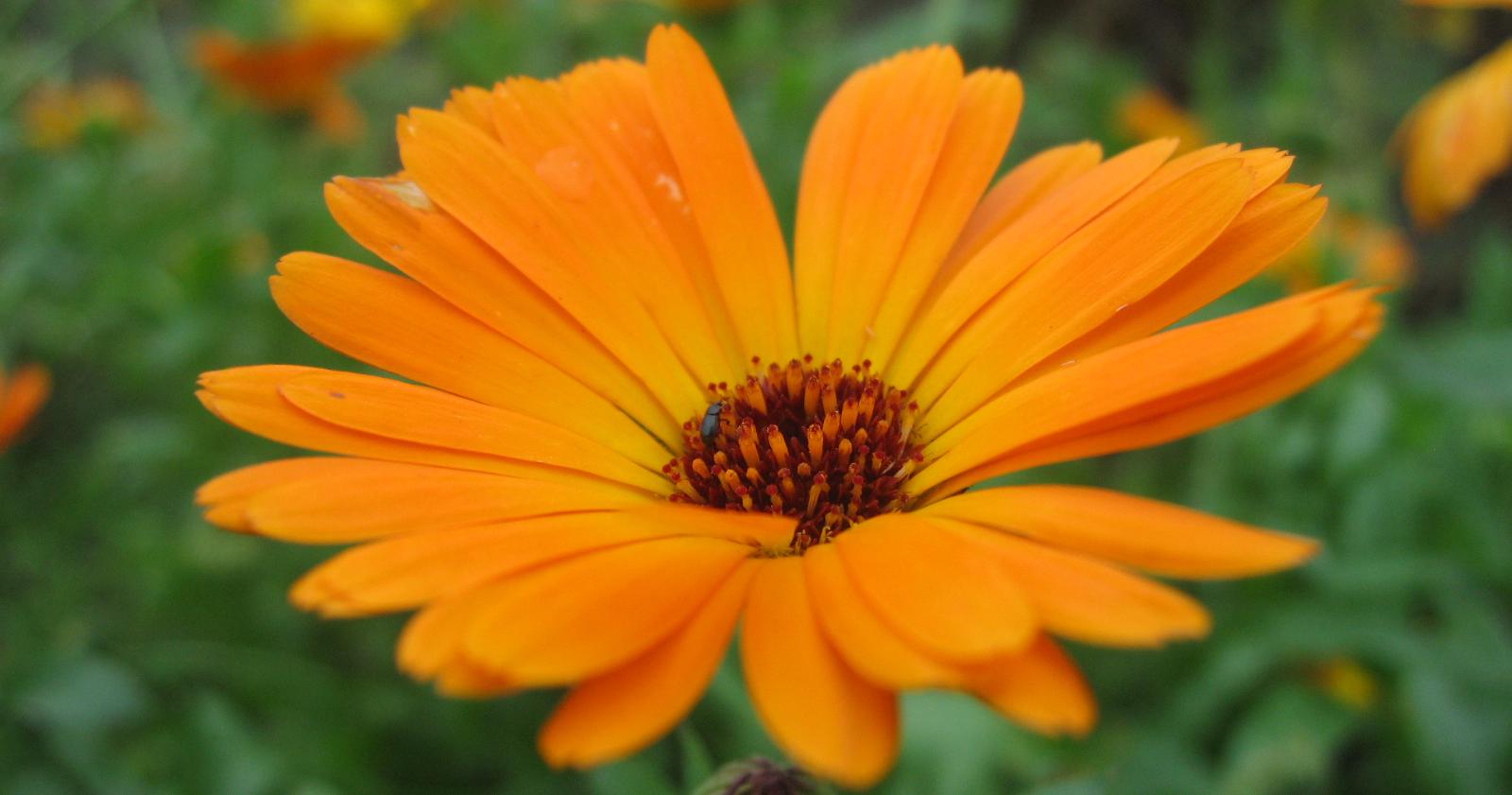 Consejos y cuidados de la Dimorfoteca | Plantas