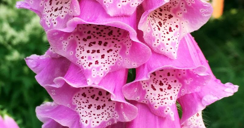 Conoce todo sobre la Dedalera, Digitalis purpurea | Plantas