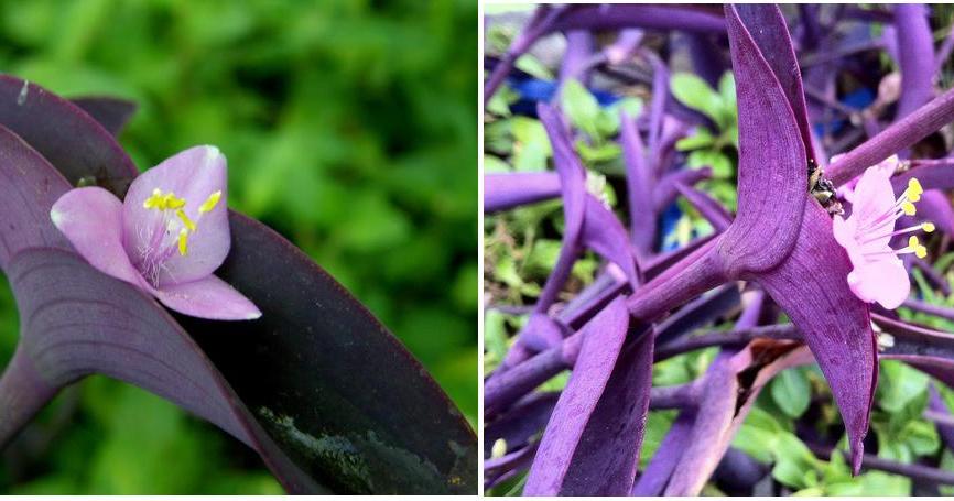 Consejos para cuidar y propagar la Setcreasea o Tradescantia pallida ...