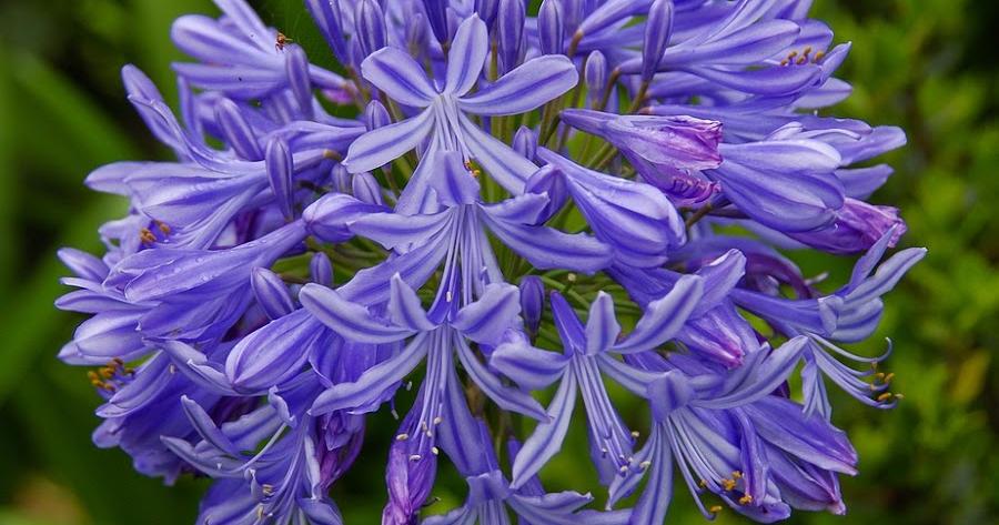 Características y cuidados del agapanto (Agapanthus) | Plantas