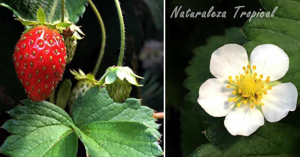 Cultiva Fresas En Tu Huerto Urbano Con Estos Consejos Plantas