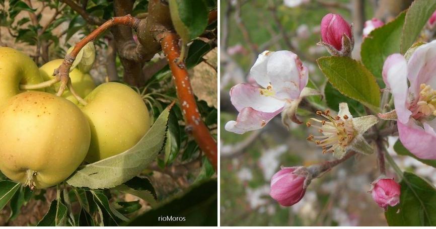 6 datos que tienes que saber sobre el cultivo del manzano en la huerta ...