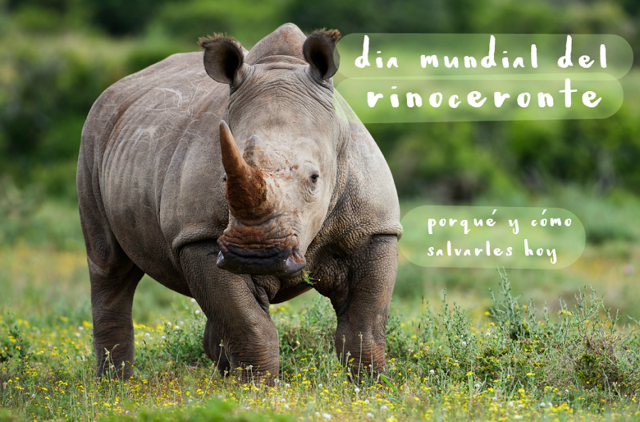 Día Mundial del Rinoceronte | Ecología