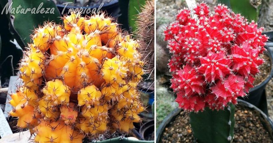 Un cactus muy colorido, Gymnocalicium mihanovichii | Plantas