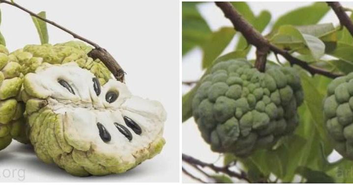 Chirimoyo: todo lo que debes saber | Plantas