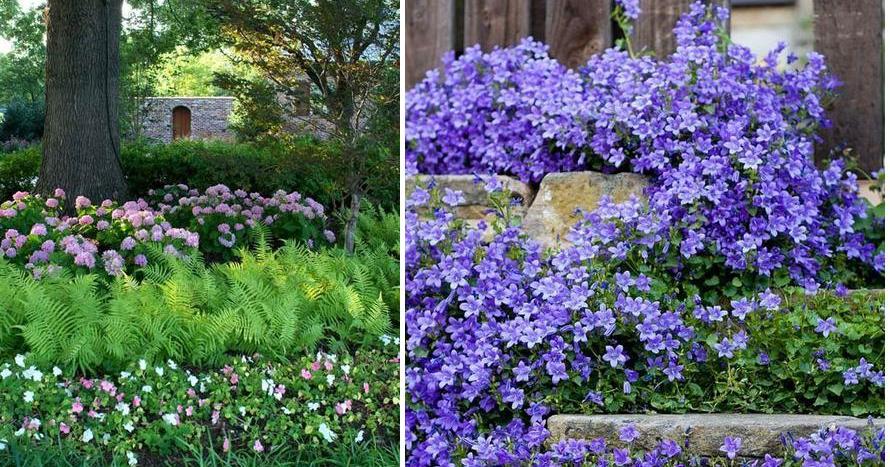 Flores que necesitan poco sol | Plantas