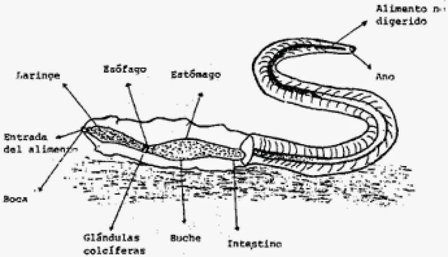 El sistema digestivo de la lombriz roja californiana | Ecología