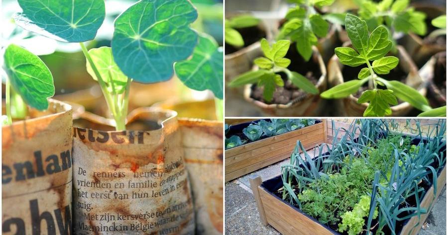 Cómo preparar tus propios almácigos | Plantas