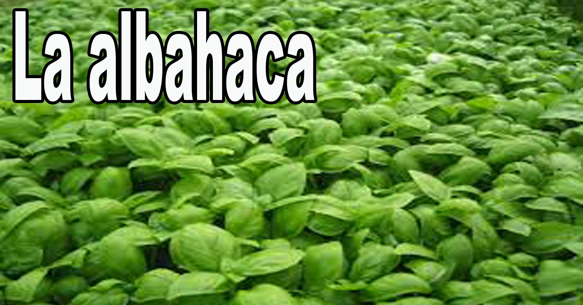 La Albahaca, sus usos y propiedades | Plantas