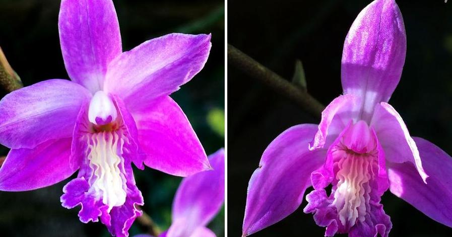 Una orquídea que debes conocer: Bletia patula | Plantas