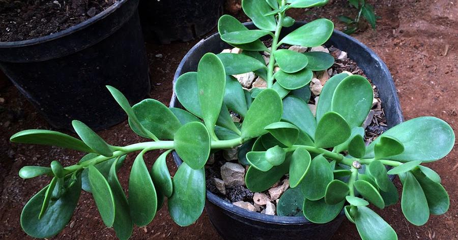 Todo lo que debes saber sobre el jade colgante o Senecio jade | Plantas