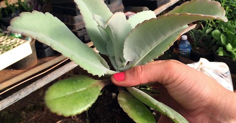 Aprende a trasplantar en cepellón a tus plantas | Plantas