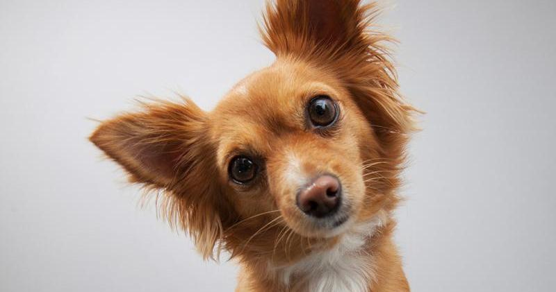 Perros, información sobre el parto: cuidados básicos y qué hacer ...