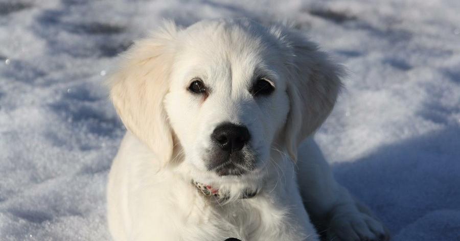 Todo lo que debes saber sobre la raza Golden retriever | Mascotas