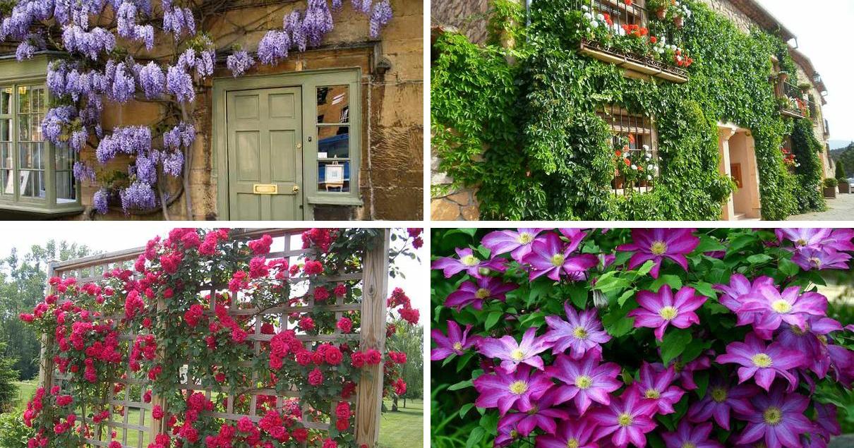20 hermosas trepadoras de crecimiento rápido | Plantas
