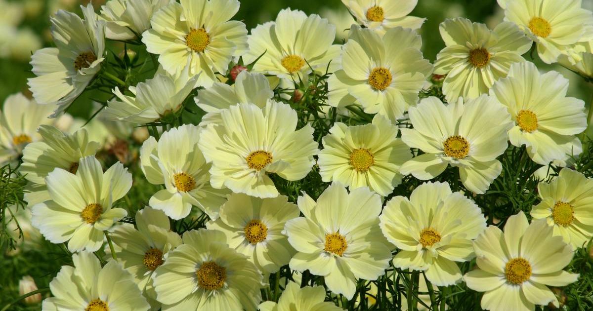 Flor del cosmos, el seto perfecto para la huerta | Plantas