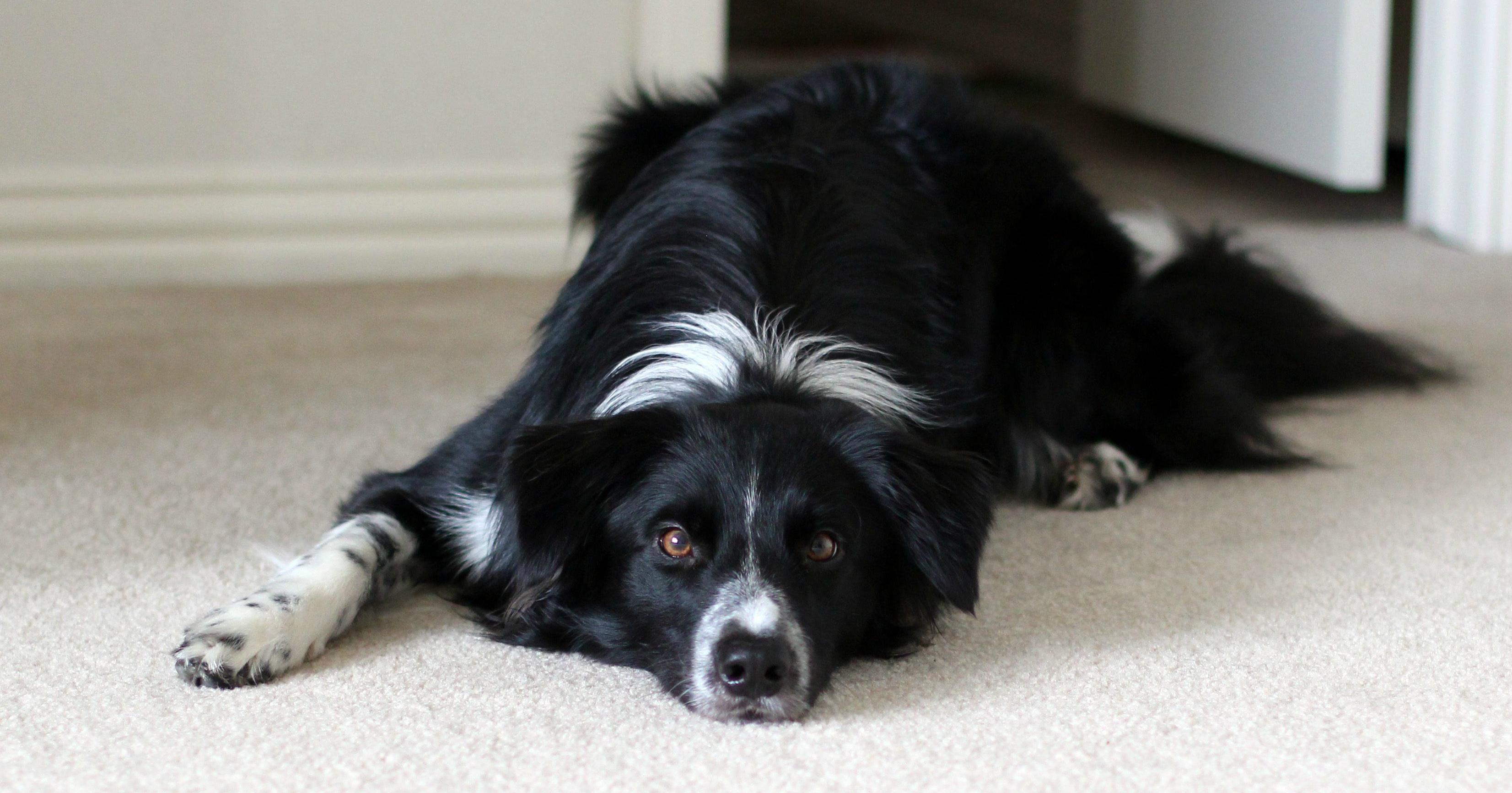 Cómo convencer a tu jefe y a tus compañeros de que te dejen llevar a tu ...