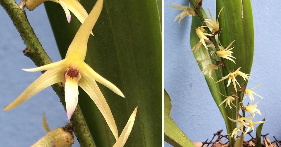La orquídea estrellita, Eria javanica | Plantas