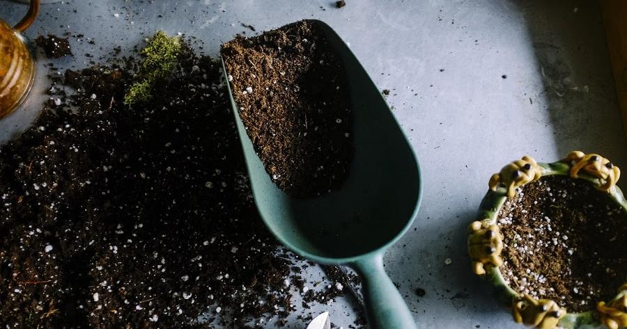 Tipos de tierra para tus plantas | Plantas