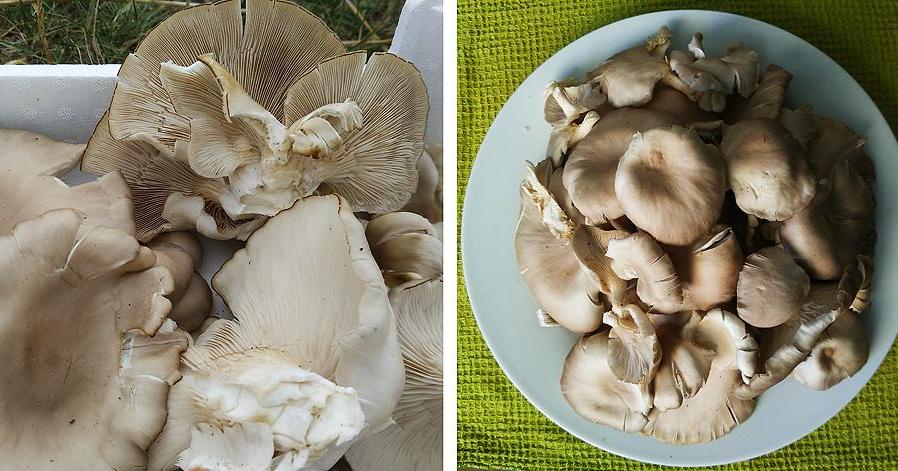 Cultivo y propiedades de las setas | Plantas