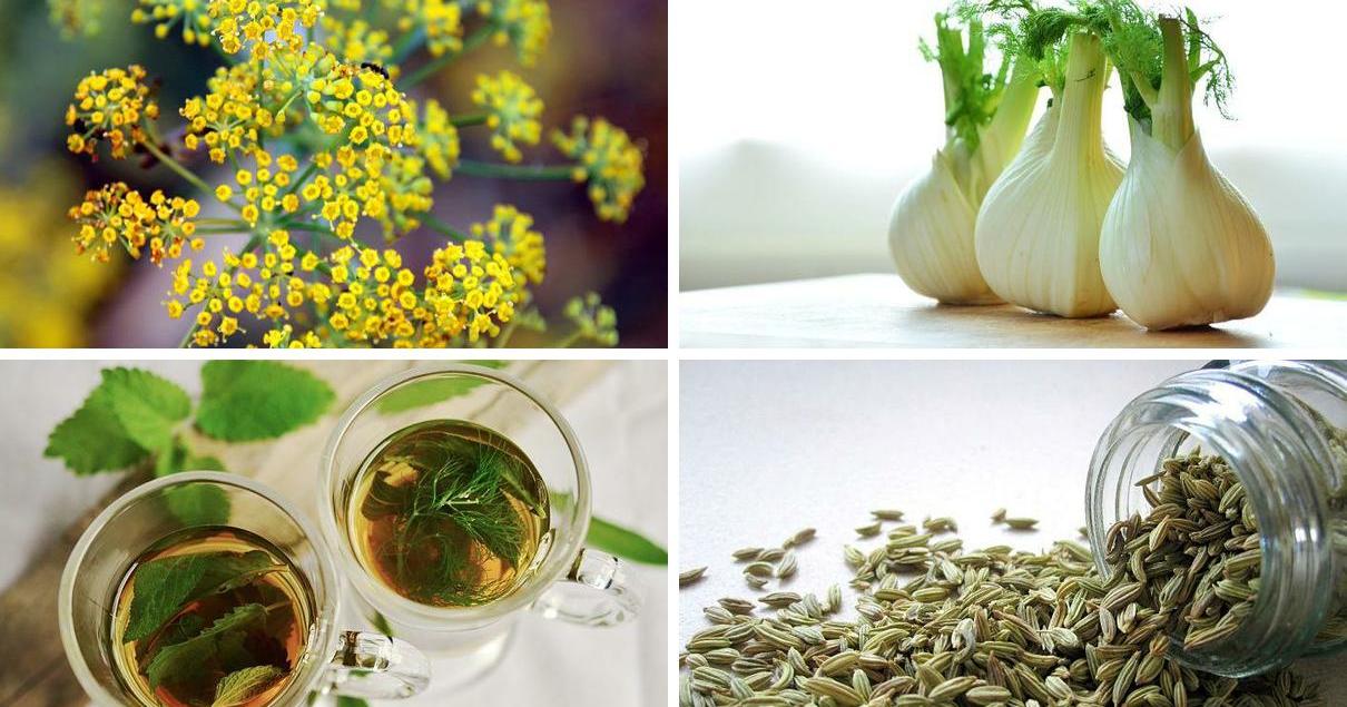Propiedades del hinojo que te sorprenderán | Plantas