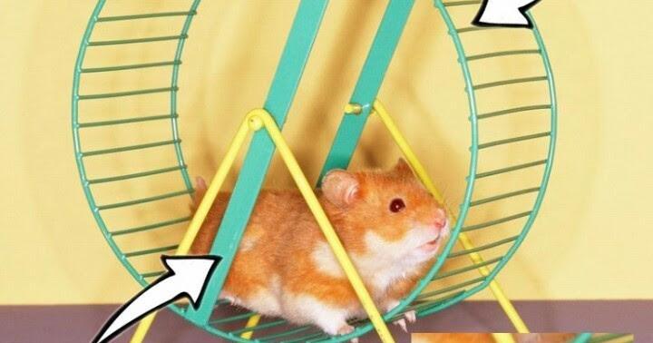 Ruedas para hamster: ¿Cuál es la correcta? | Mascotas