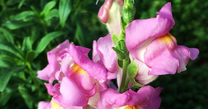 La planta Boca de Dragón te fascinará: Antirrhinum majus | Plantas