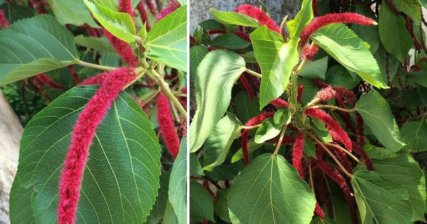 Aprende todo sobre la planta moco de pavo, Acalypha hispida | Plantas