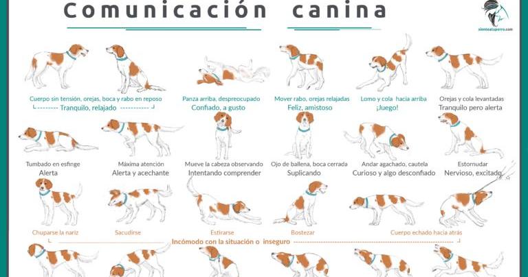 La posición de alerta en los perros | Mascotas