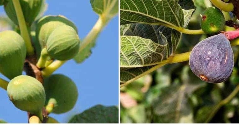 Higos o brevas, ¿cómo identificarlos? | Plantas