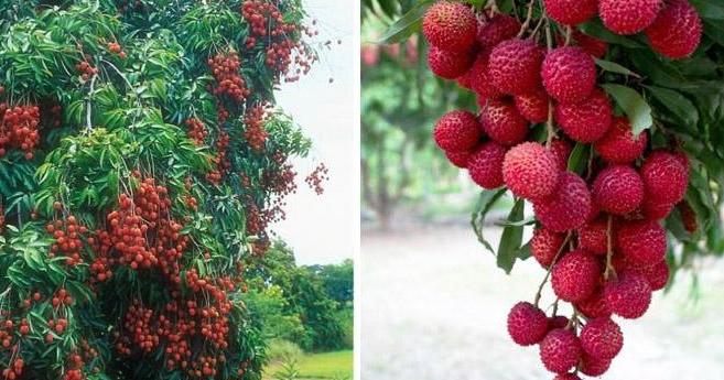 El cultivo del lichi y sus características | Plantas