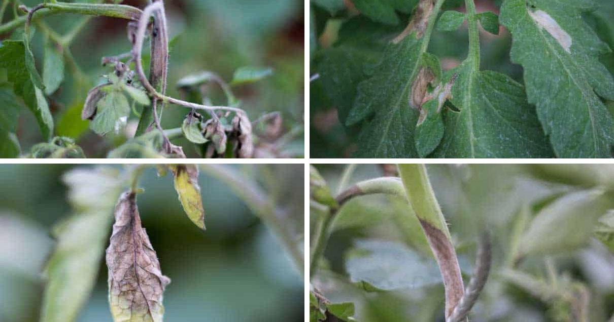 El mildiu, tratamientos preventivos | Plantas