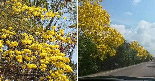 Handroanthus chrysanthus (antes Tabebuia chrysantha) o araguaney | Plantas