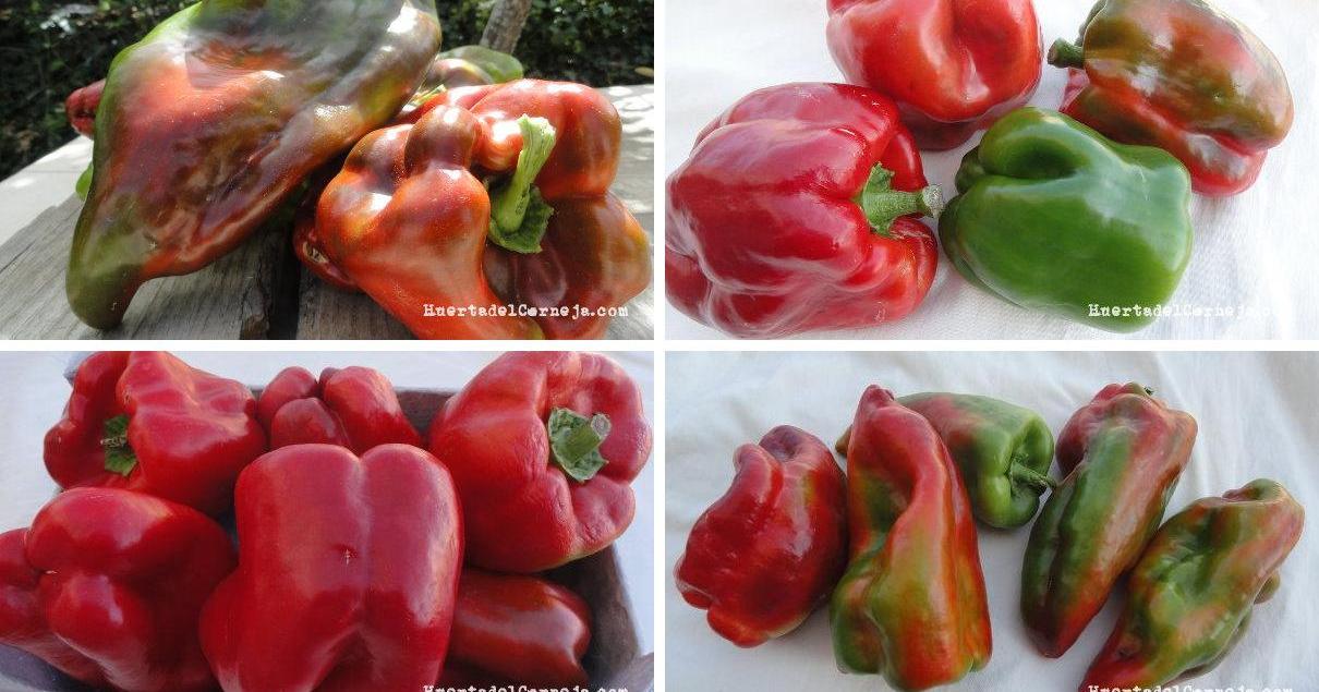 Cómo cultivar pimientos morrones | Plantas